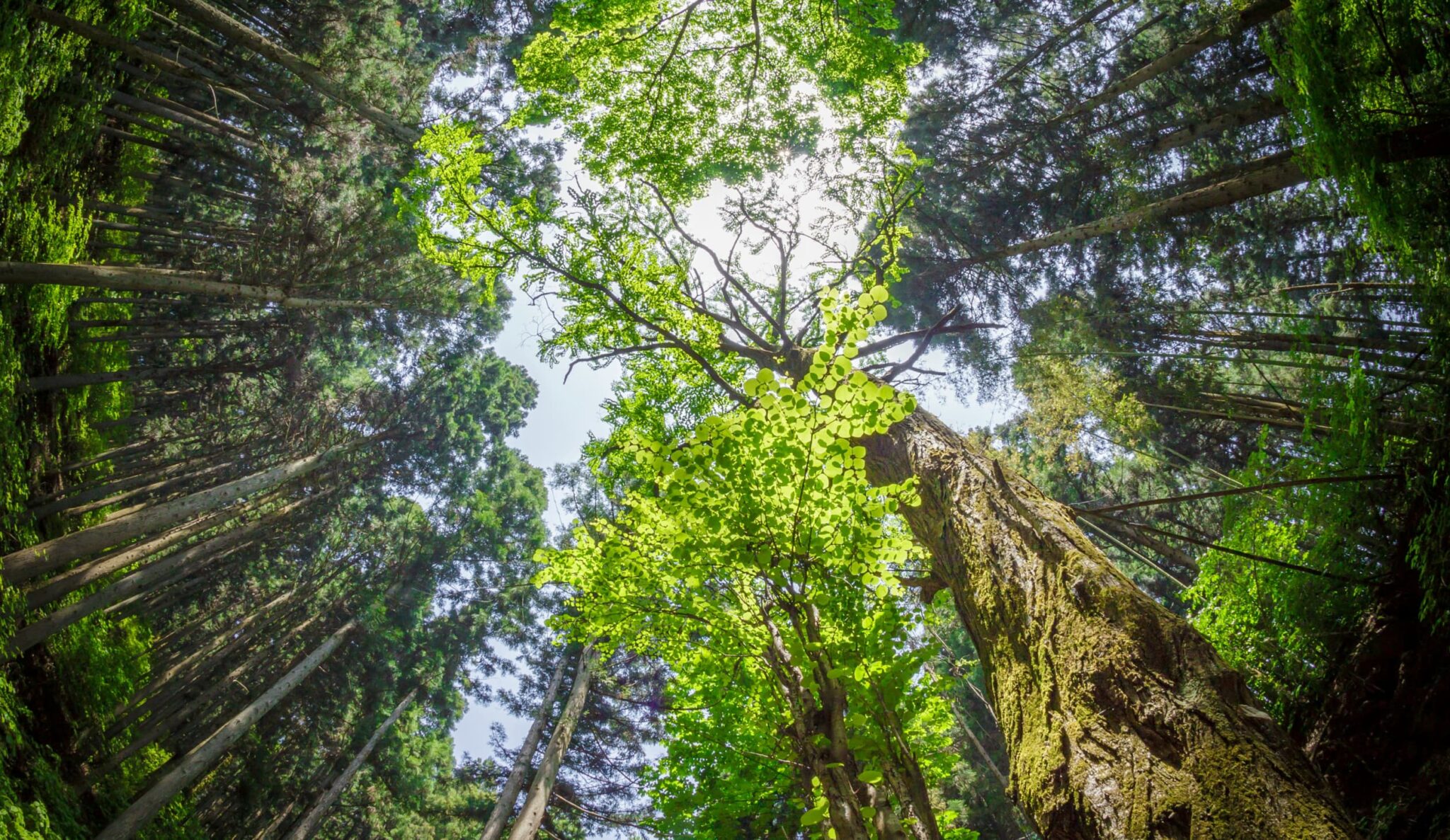 Mindfulness Mystery Day Tour - Wellness Wander